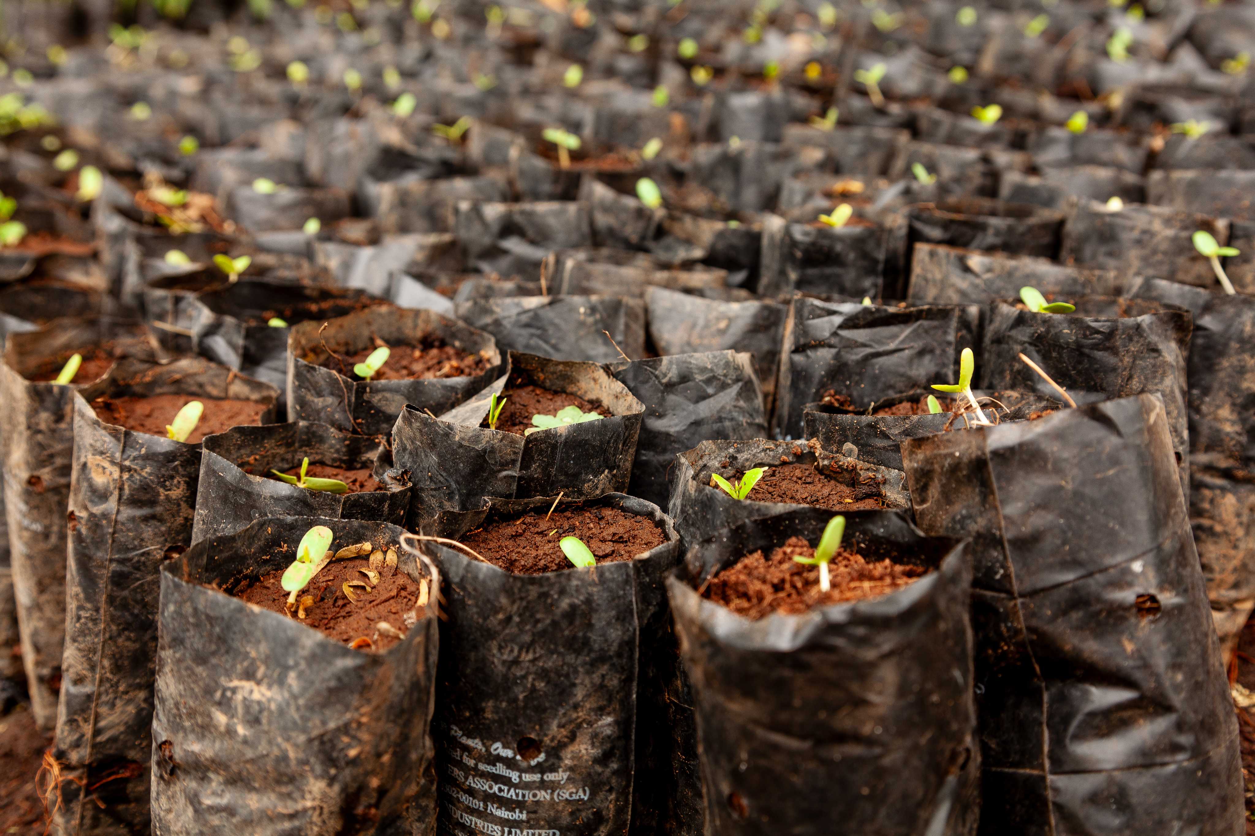Jambo Tree Kenya - Worldwide Exporters of African Trees, fruits ...