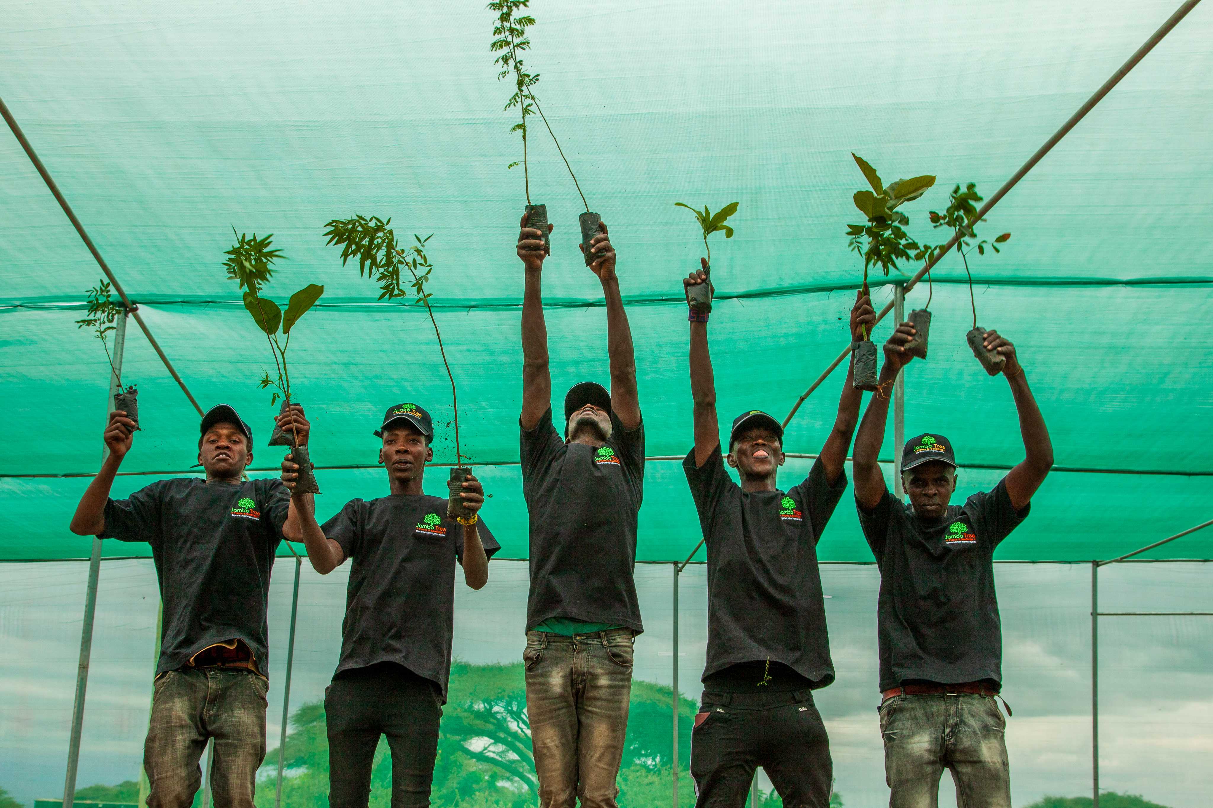 Jambo Tree Kenya - Worldwide Exporters of African Trees, fruits ...