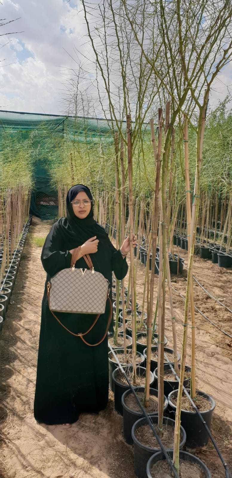 Jambo Tree Kenya - Worldwide Exporters of African Trees, fruits ...