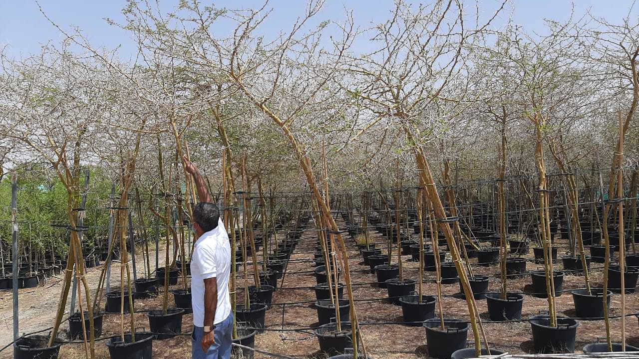 Jambo Tree Kenya - Worldwide Exporters of African Trees, fruits ...