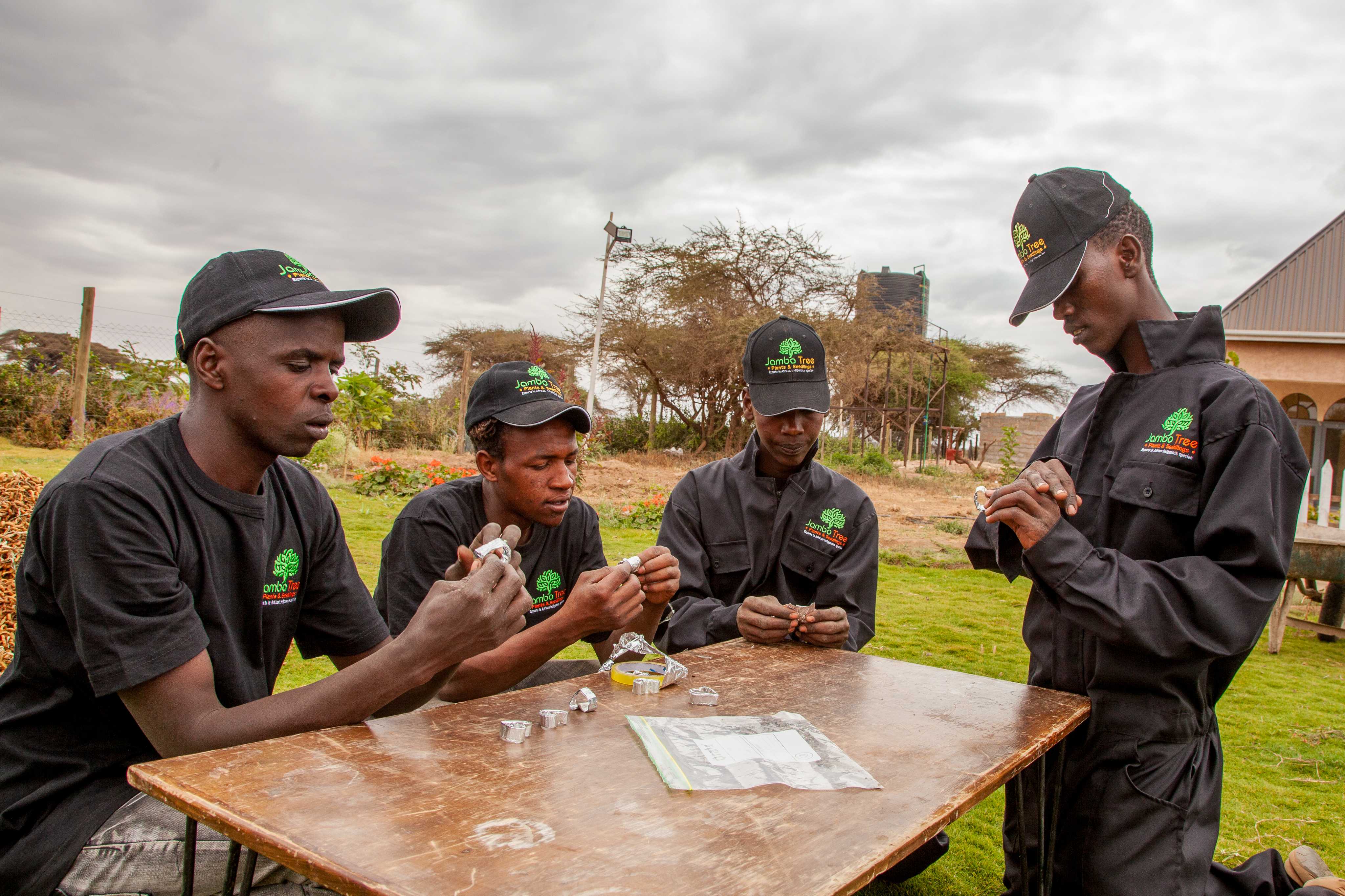 Jambo Tree Kenya - Worldwide Exporters of African Trees, fruits ...