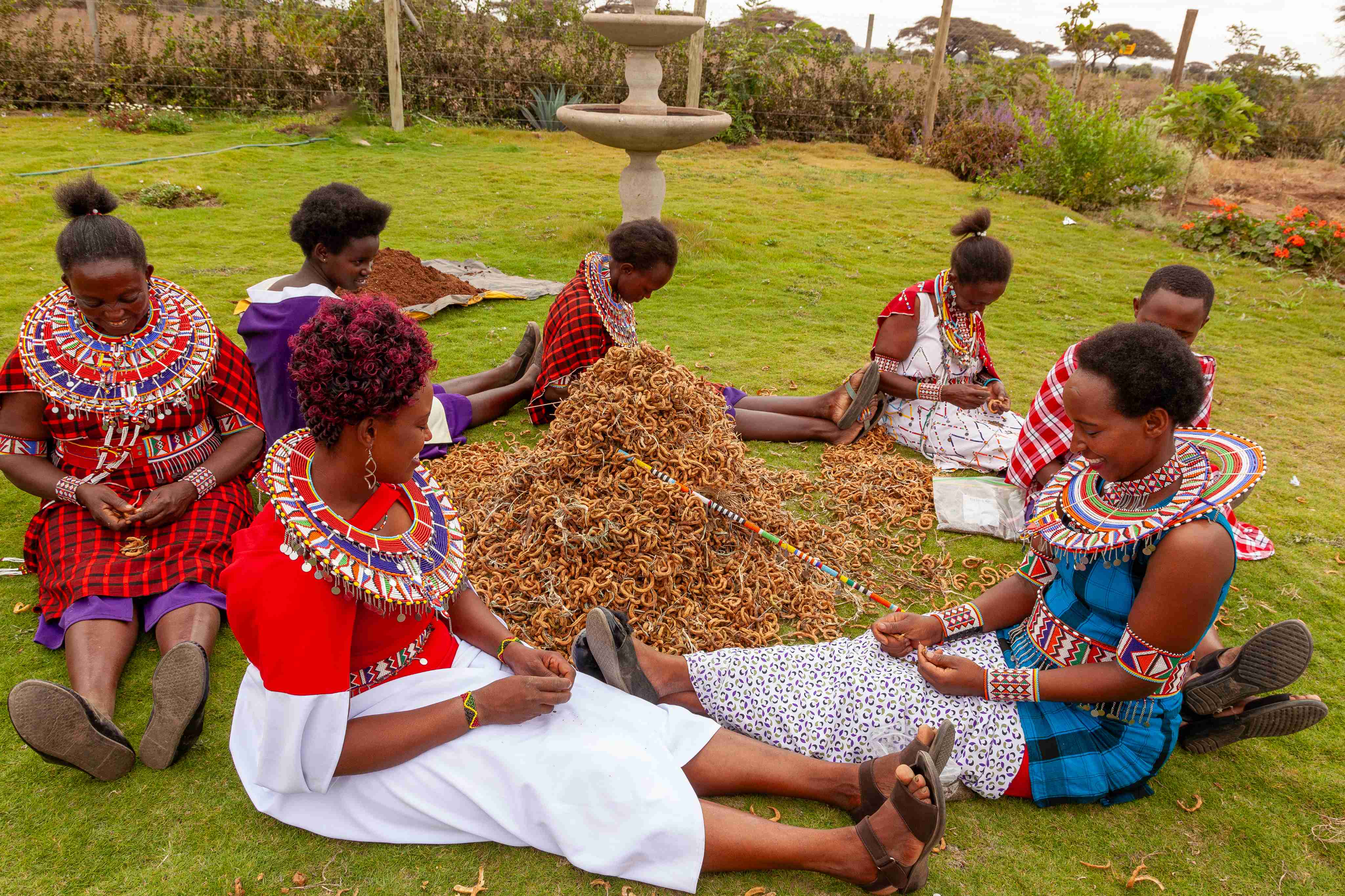 Jambo Tree Kenya - Worldwide Exporters of African Trees, fruits ...