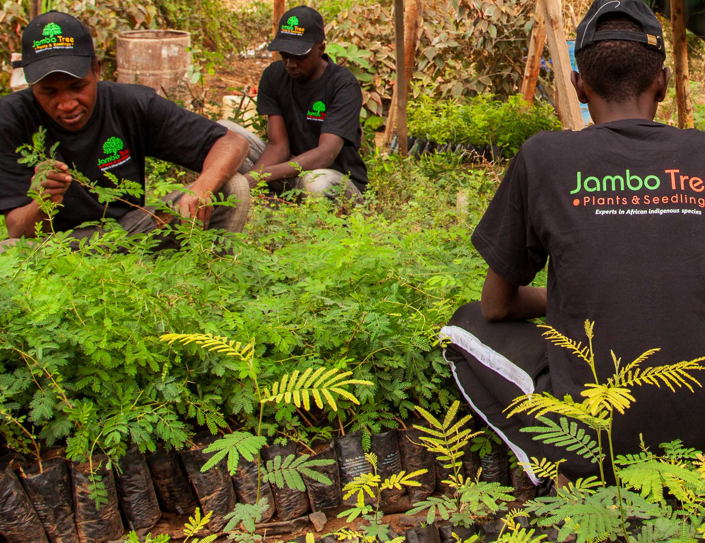 Jambo Tree Kenya - Worldwide Exporters of African Trees, fruits ...