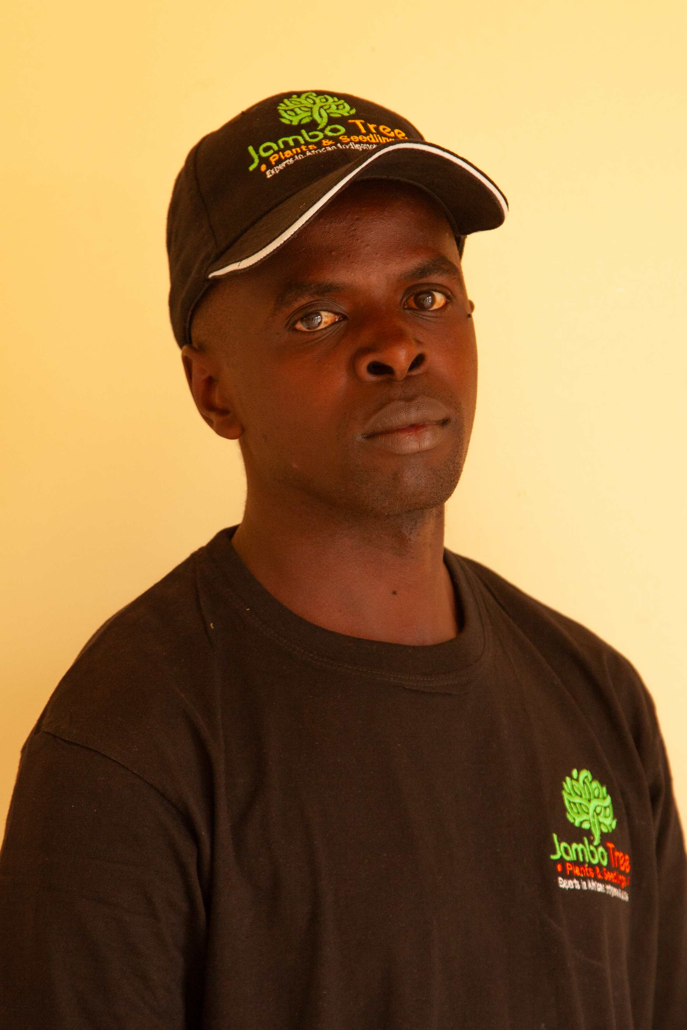 Jambo Tree Kenya - Worldwide Exporters of African Trees, fruits ...